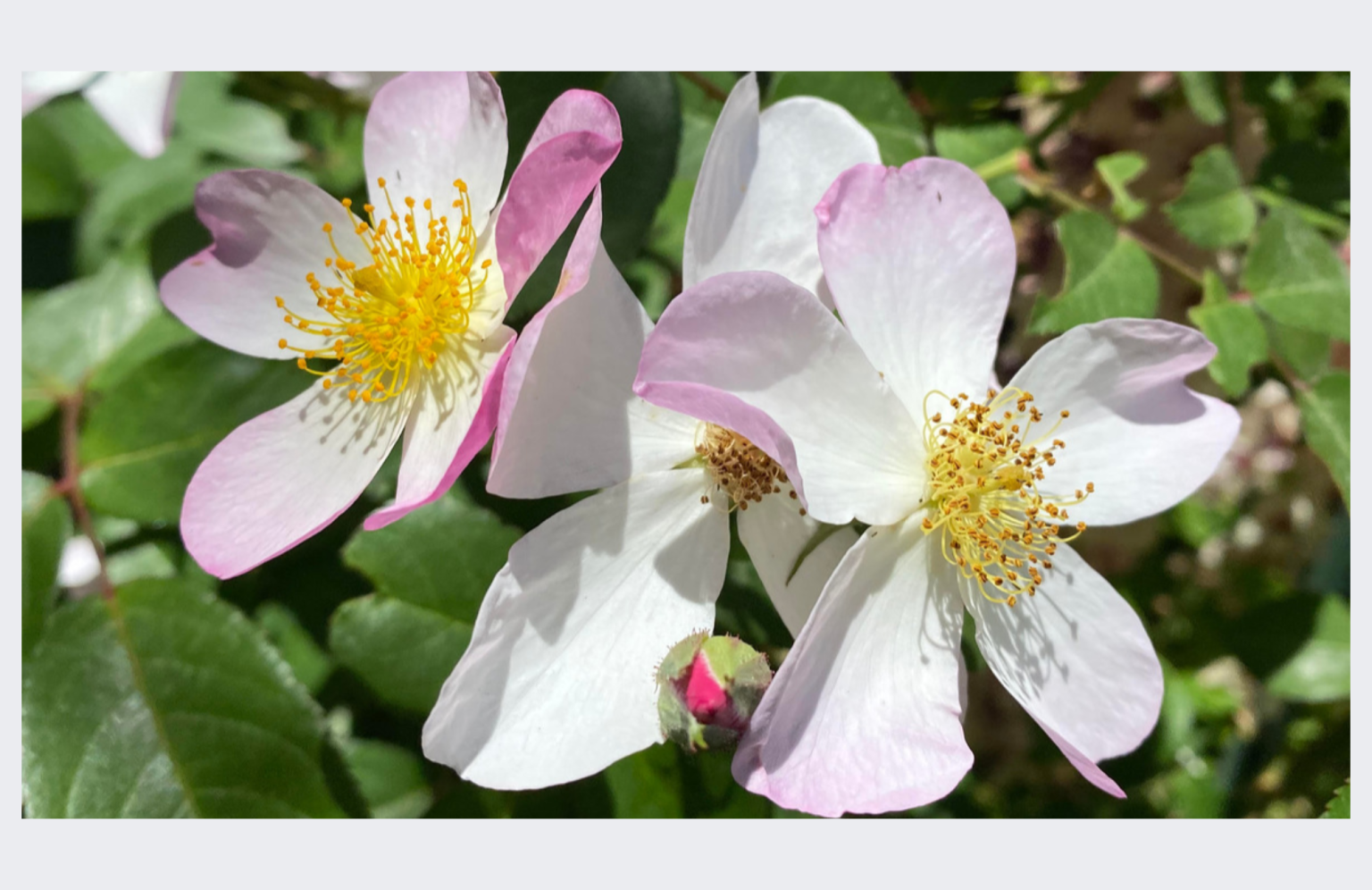 California Coastal Rose Society – Helping timeless beauty live on forever.