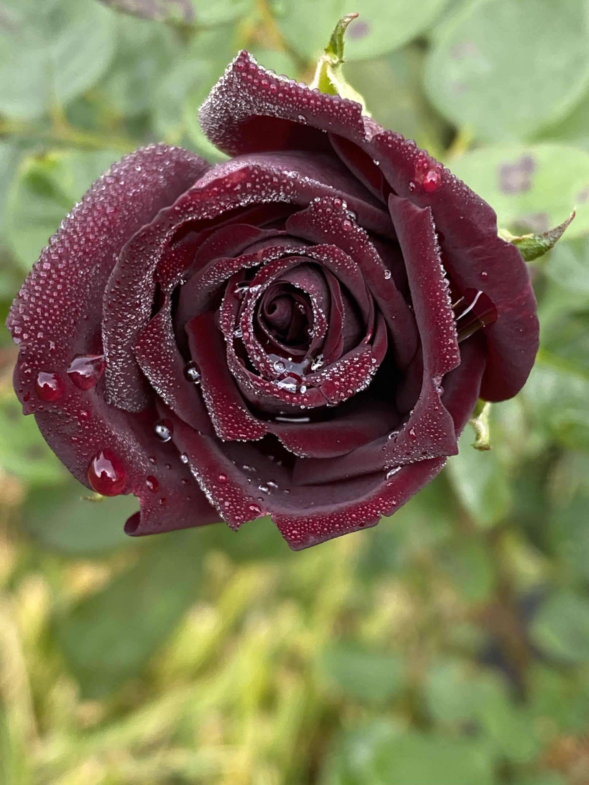 California Coastal Rose Society – Helping timeless beauty live on forever.